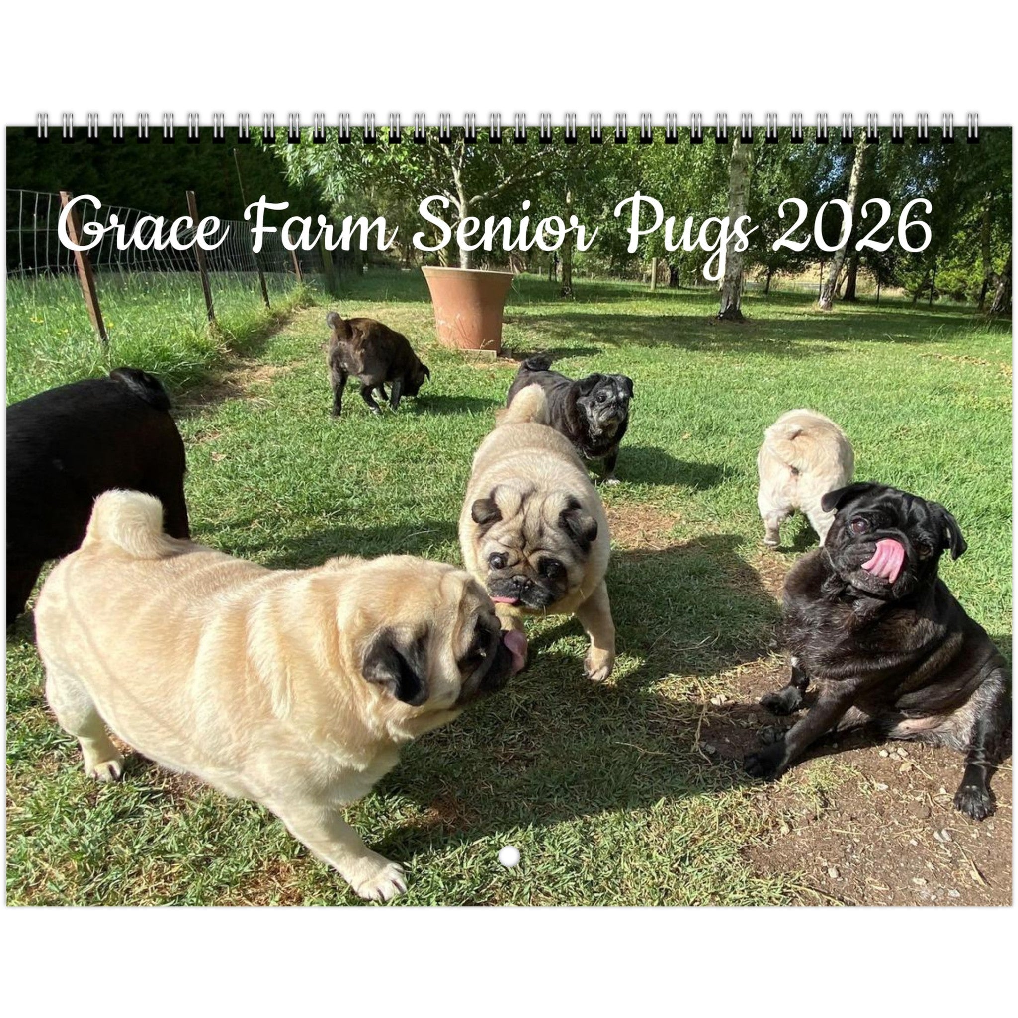 The real Grace Farm Senior Pug Sanctuary 2026 calendar (for the US and ...